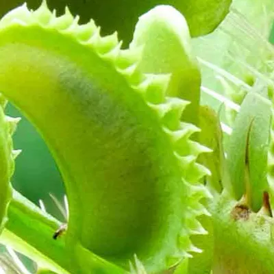 Chat With Venus Flytrap Text Or Voice Enjoy Ai Chat Free Safe