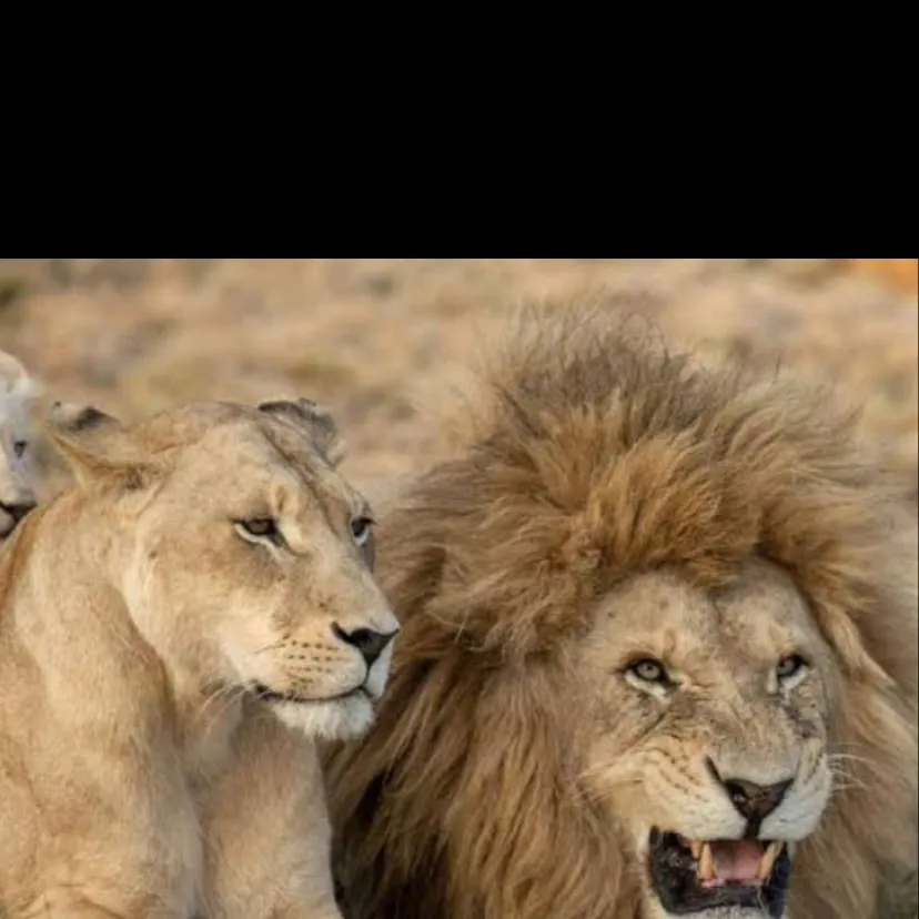 Chat with Lion parents - text or voice, Enjoy AI Chat Free & Safe