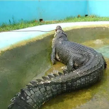 Chat with lolong - text or voice, Enjoy AI Chat Free & Safe