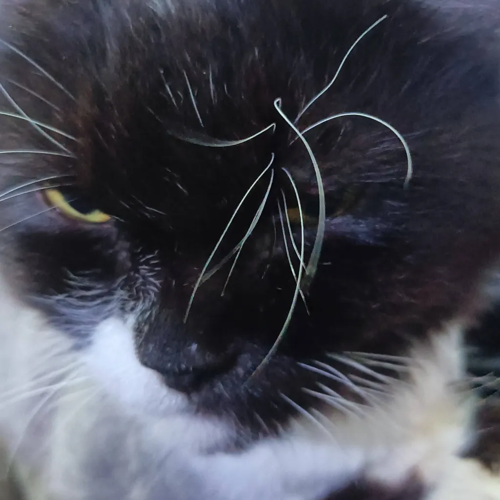 Chat with FPE hate you - text or voice, Enjoy AI Chat Free & Safe