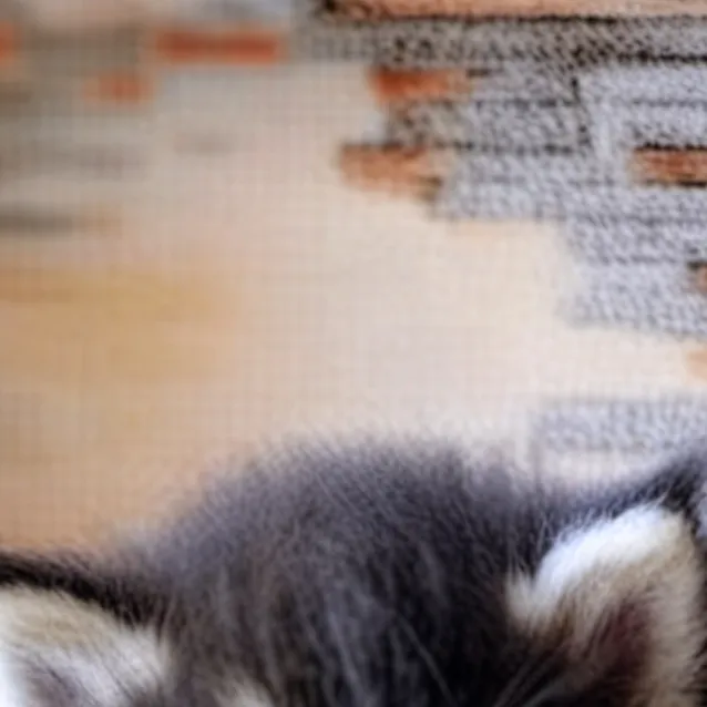 Chat with sally face cats - text or voice, Enjoy AI Chat Free & Safe