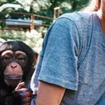 Chat with Travis the chimp - text or voice, Enjoy AI Chat Free & Safe