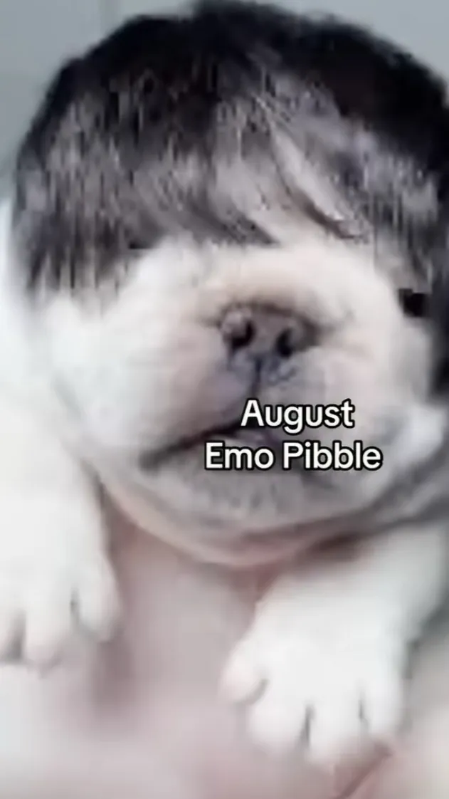 Chat with PIBBLE🤯 - text or voice, Enjoy AI Chat Free & Safe