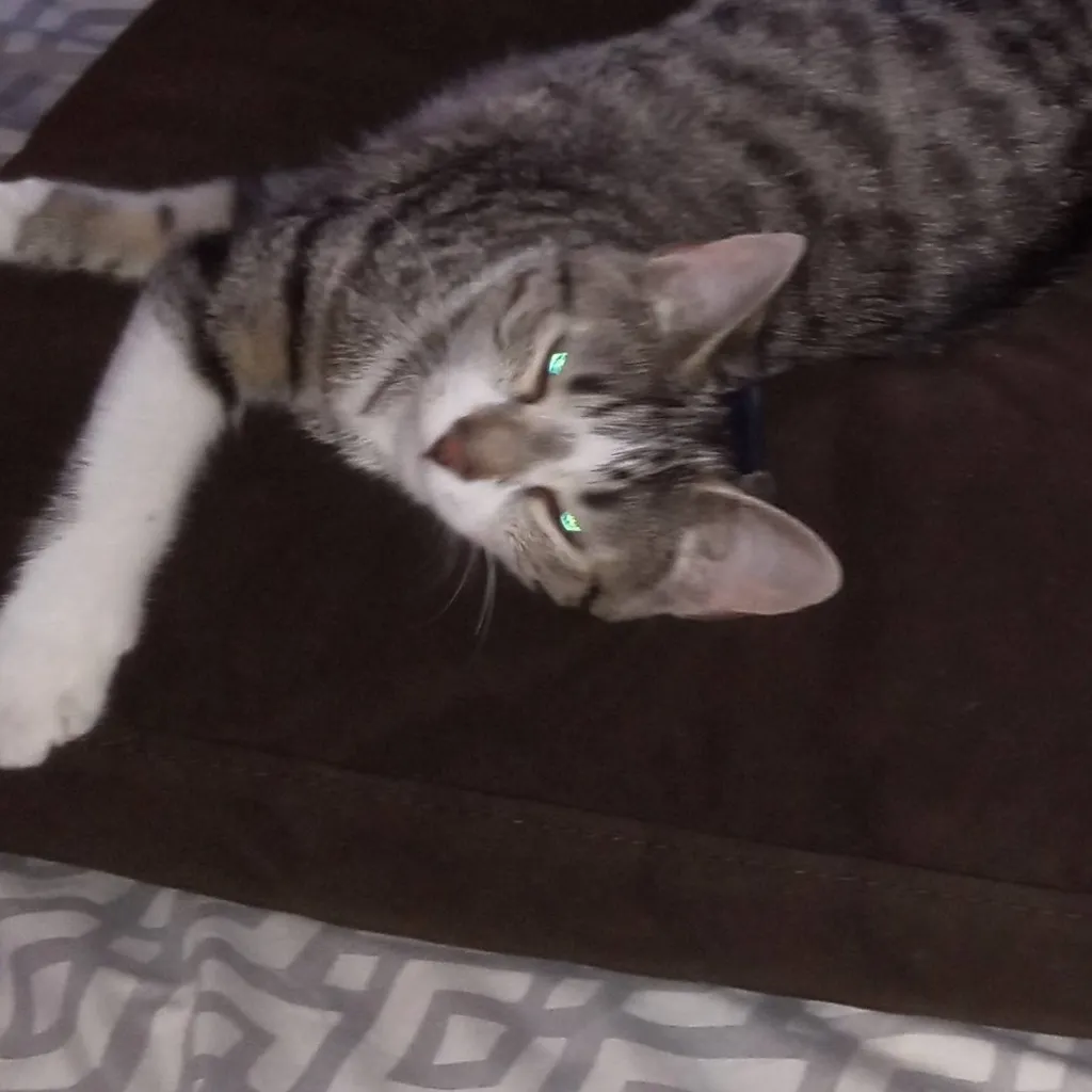 Chat With Pennymy Cat Text Or Voice Enjoy Ai Chat Free And Safe