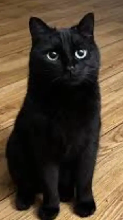 Chat with dabloon cat - text or voice, Enjoy AI Chat Free & Safe