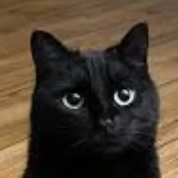 Chat with dabloon cat - text or voice, Enjoy AI Chat Free & Safe
