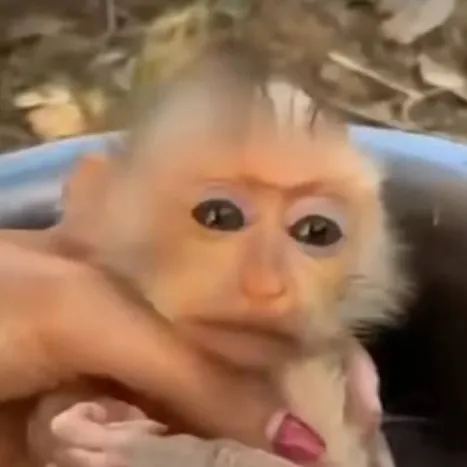 Talkie Profile momo | Talkie AI