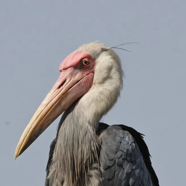 Chat with Marabou stork - text or voice, Enjoy AI Chat Free & Safe