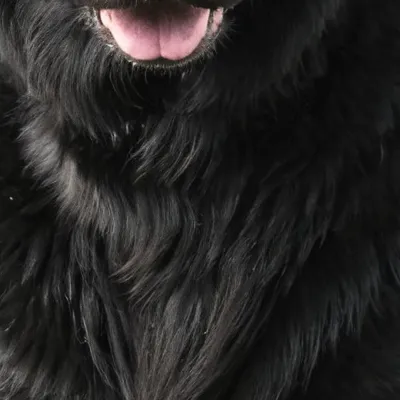 Chat with Dog - text or voice, Enjoy AI Chat Free & Safe