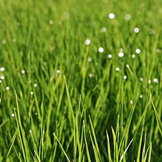 Chat with grass💀💀 - text or voice, Enjoy AI Chat Free & Safe