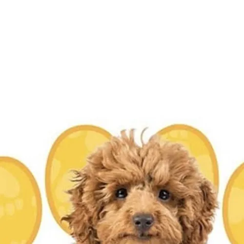 Talkie Profile Waffle the dog | Talkie AI