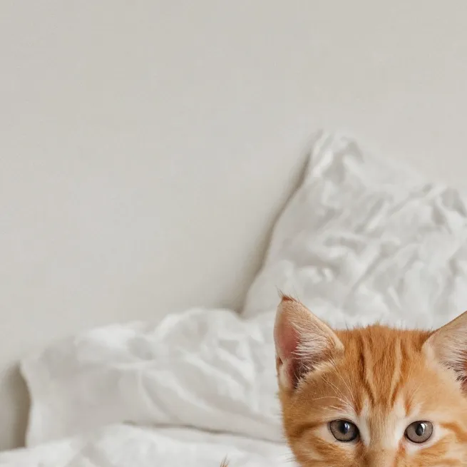 Chat with kitty - text or voice, Enjoy AI Chat Free & Safe