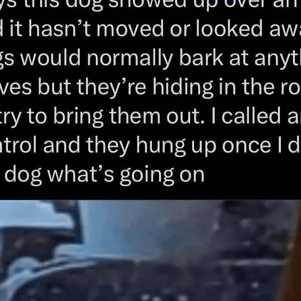 Chat with mha/skinwalker - text or voice, Enjoy AI Chat Free & Safe