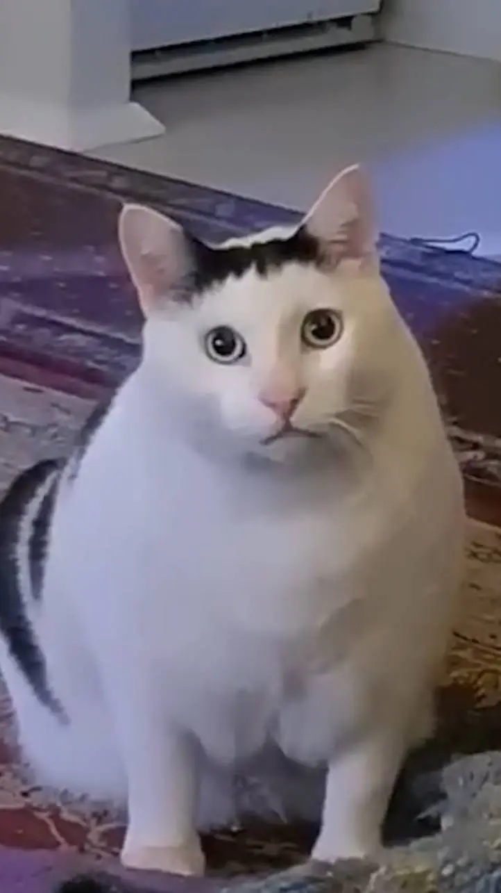 Chat with Huh Cat Meme - text or voice, Enjoy AI Chat Free & Safe