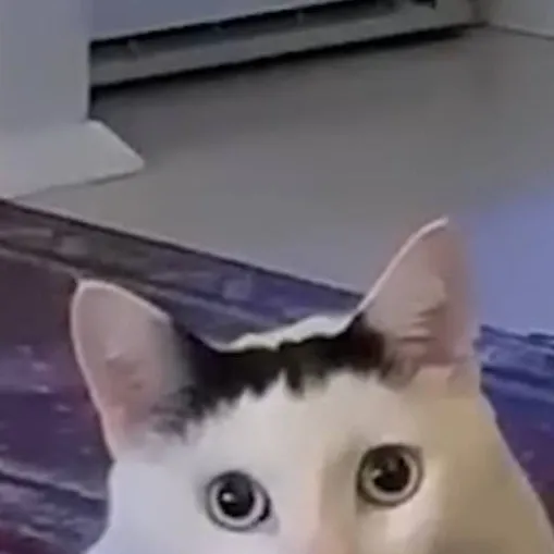 Chat with Huh Cat Meme - text or voice, Enjoy AI Chat Free & Safe