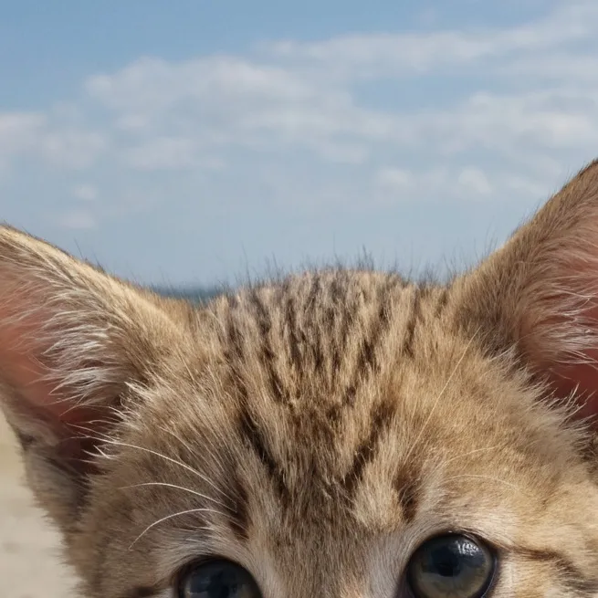 Chat with gatito playa - text or voice, Enjoy AI Chat Free & Safe