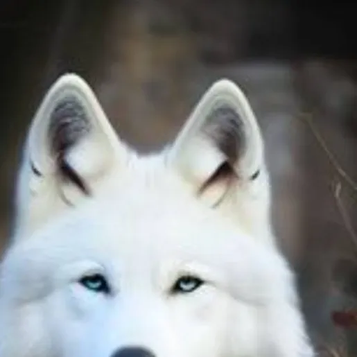 Chat with Lobo Alfa - text or voice, Enjoy AI Chat Free & Safe