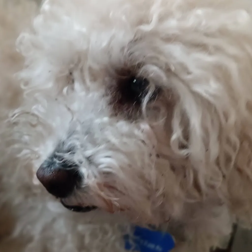 Chat with Yaman poodle - text or voice, Enjoy AI Chat Free & Safe