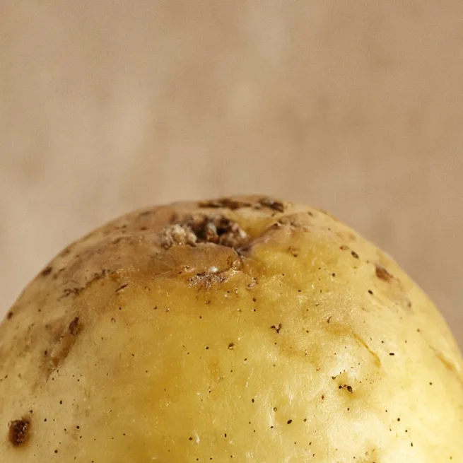 Chat with lapotato - text or voice, Enjoy AI Chat Free & Safe
