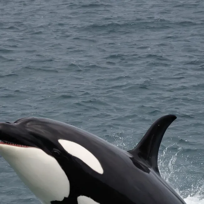 Chat with orca - text or voice, Enjoy AI Chat Free & Safe