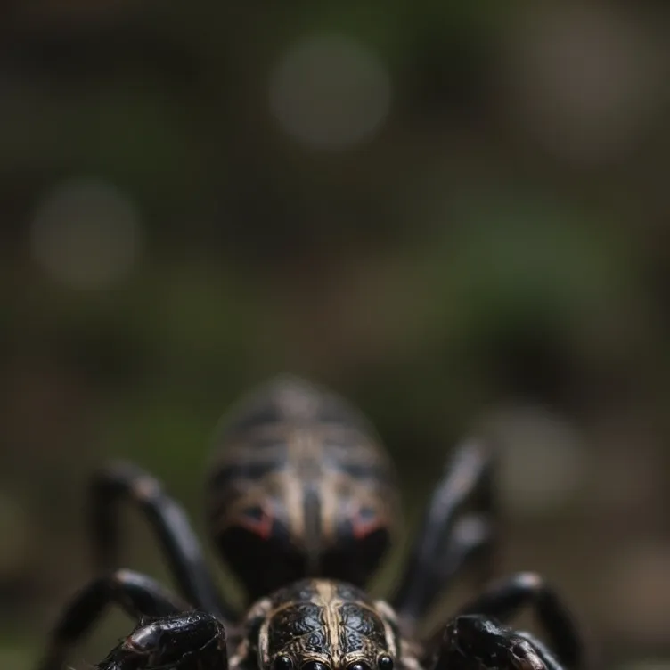 Chat with Spider - text or voice, Enjoy AI Chat Free & Safe