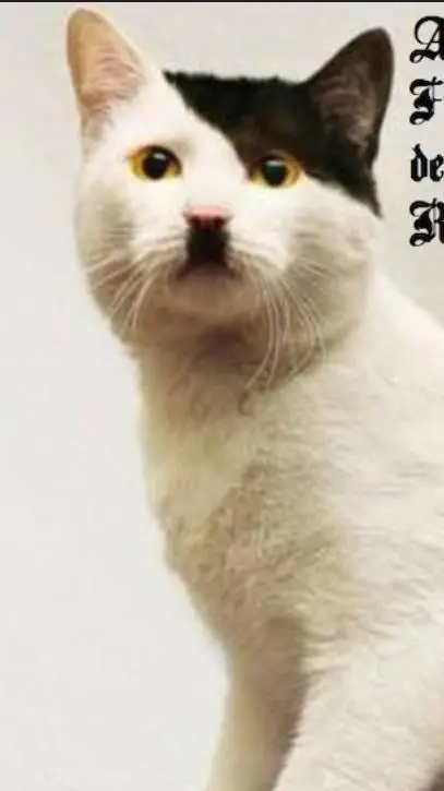 Chat with adolf kitler - text or voice, Enjoy AI Chat Free & Safe