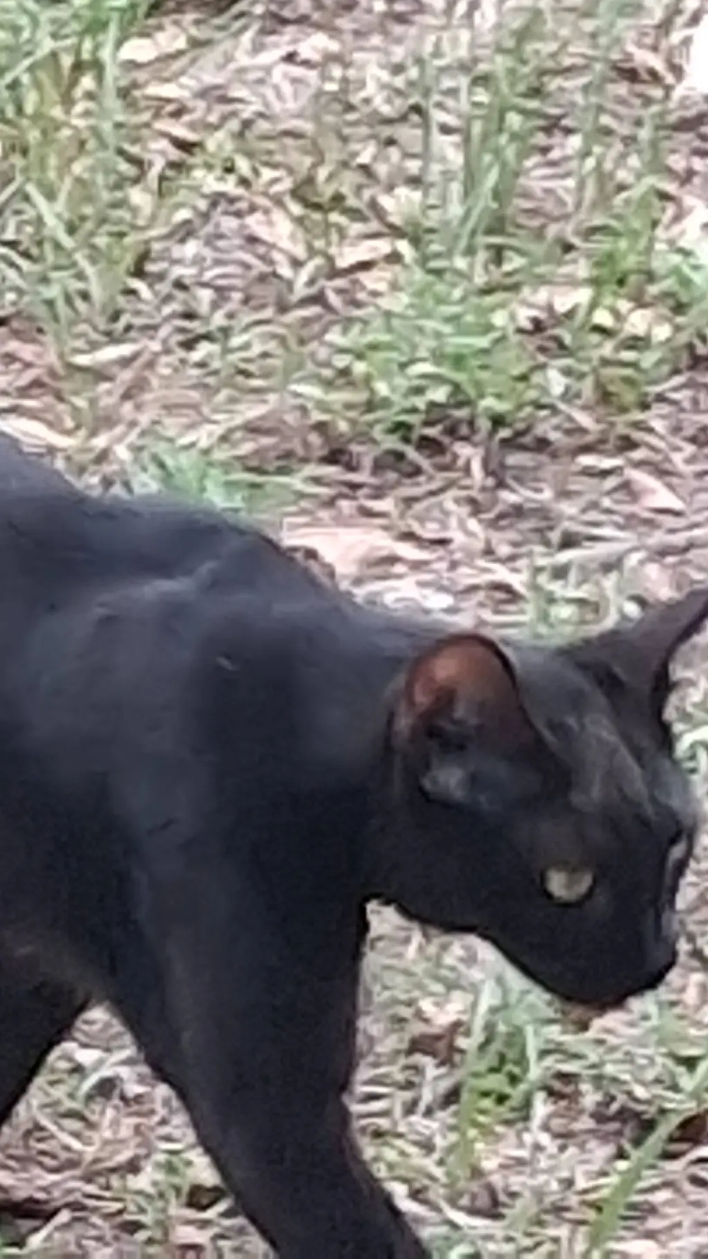 Chat with skinwalker cat - text or voice, Enjoy AI Chat Free & Safe