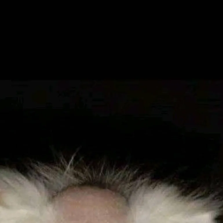 Chat with uw cat - text or voice, Enjoy AI Chat Free & Safe