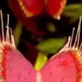 Chat With Venus Flytrap Text Or Voice Enjoy Ai Chat Free Safe