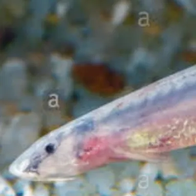 Chat with Candiru fish - text or voice, Enjoy AI Chat Free & Safe