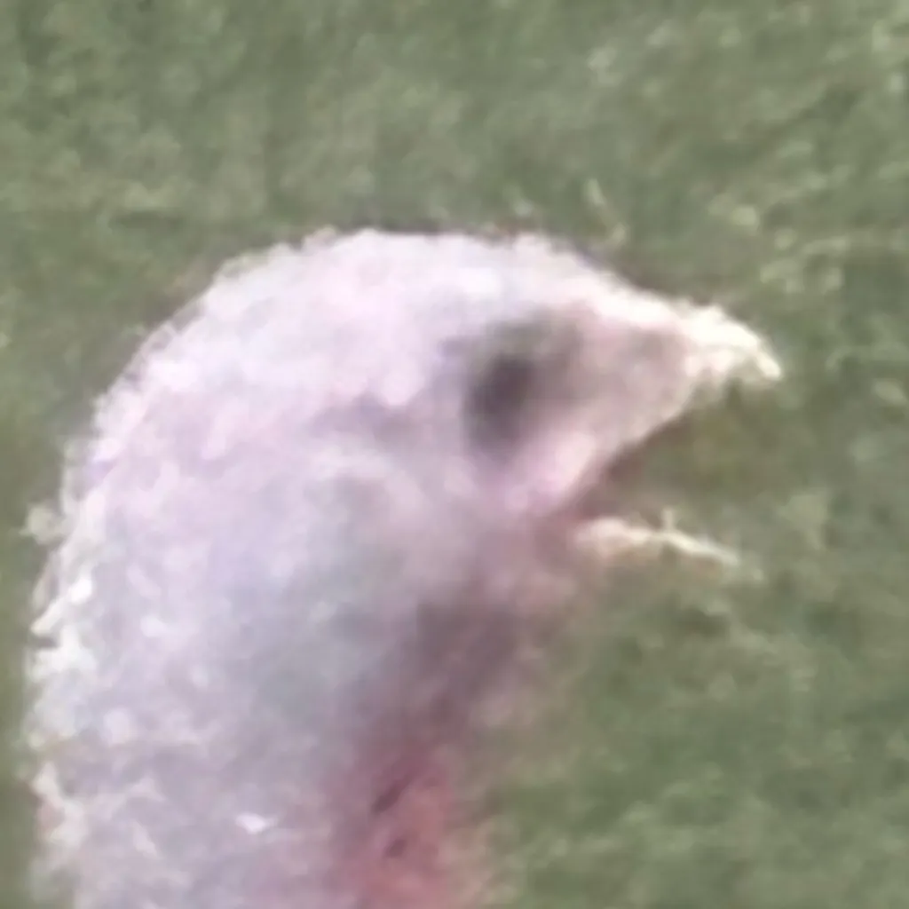 Chat with Choppy - text or voice, Enjoy AI Chat Free & Safe